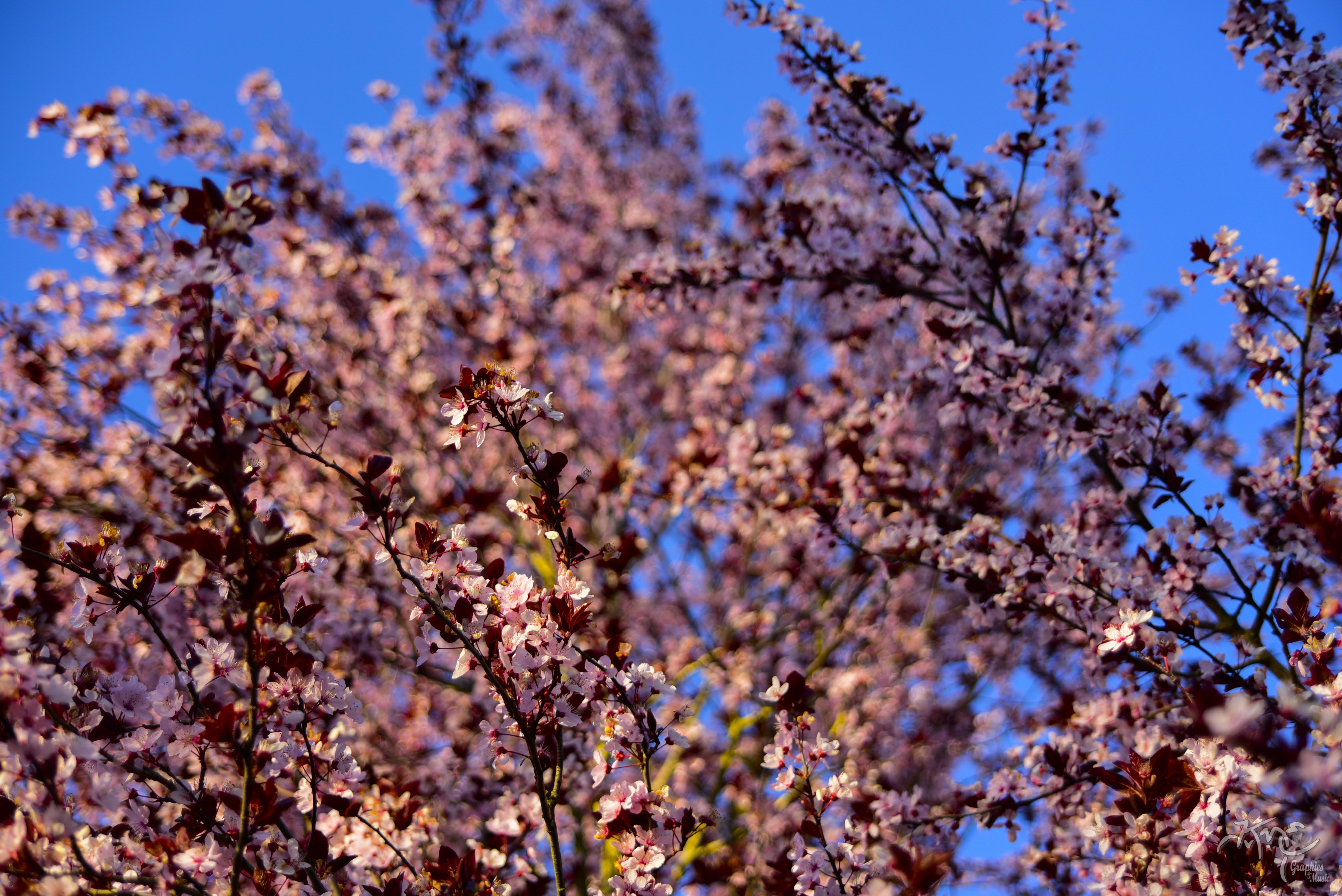 Plum Tree Blossoms are Awesome | Shutterbug